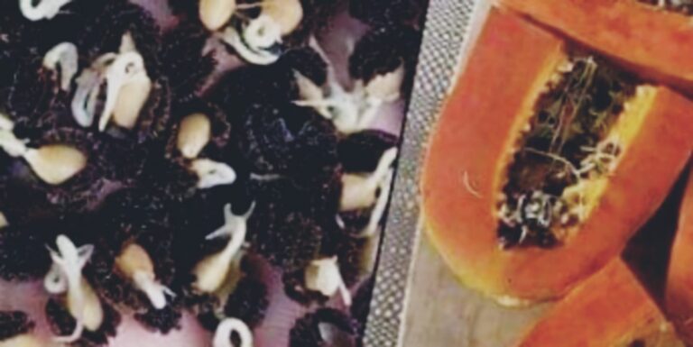 Growing Papaya in Pots A Comprehensive Guide for Non-Tropical Gardens ...