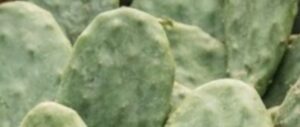Nopal Cactus: The “Desert Superfood” and Its Potential Health Benefits ...